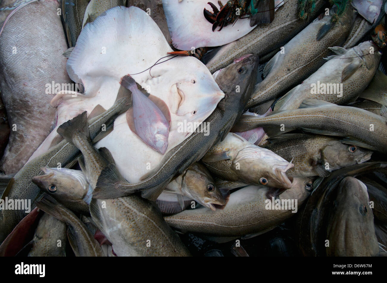 Little Skate (Leucoraja erinacea), Atlantic Cod fish (Gadus morhua) and ...