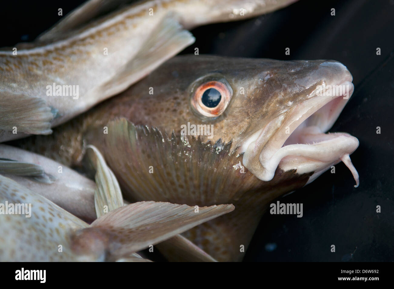 Atlantic Cod fish (Gadus morhua) on deck of fishing dragger. Stellwagen ...