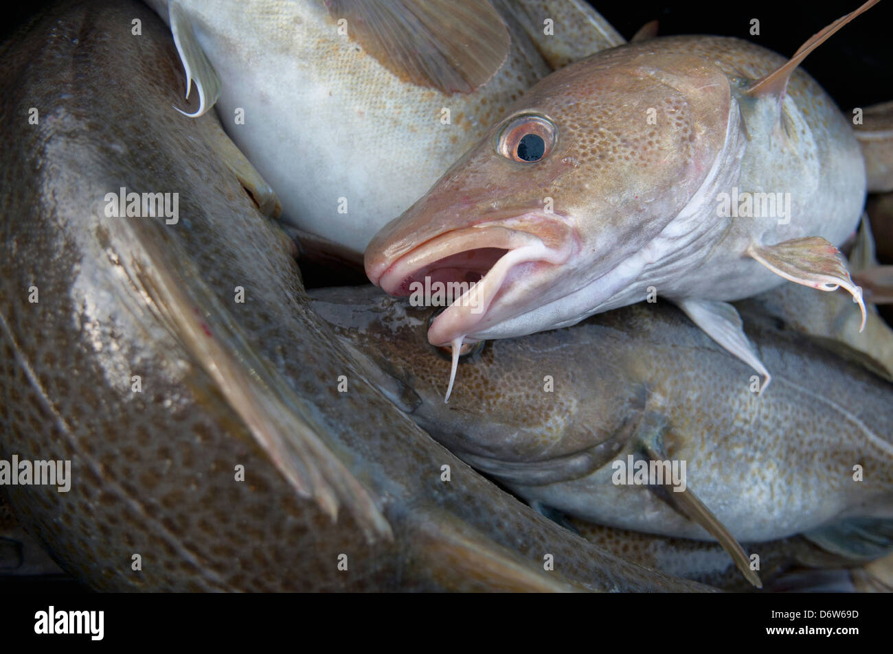 Atlantic Cod fish (Gadus morhua) on deck of fishing dragger. Stellwagen ...