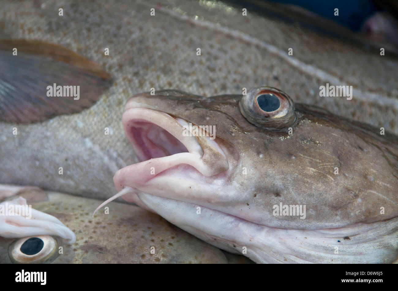 Atlantic Cod fish (Gadus morhua) on deck of fishing dragger. Stellwagen ...