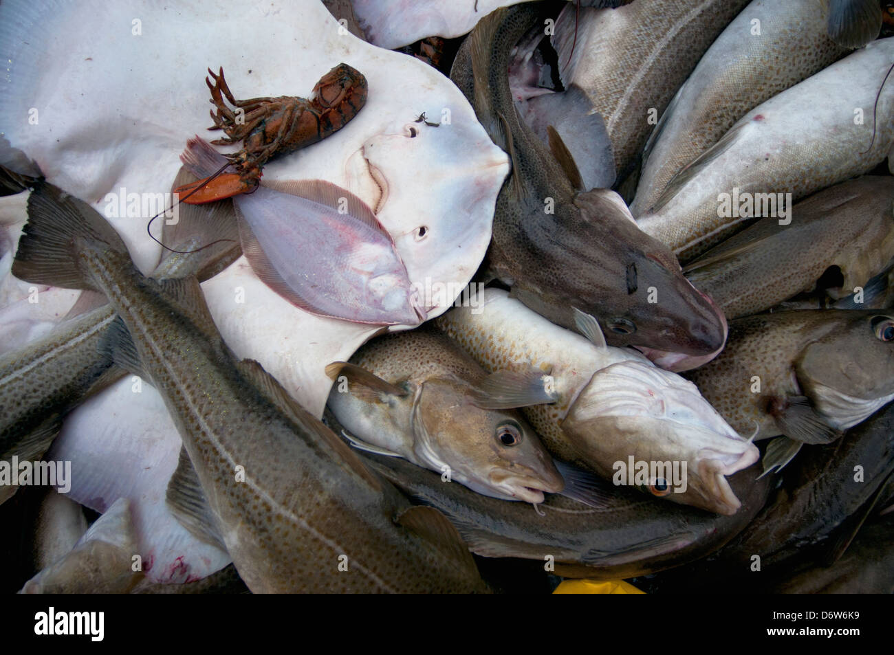 Atlantic Cod fish (Gadus morhua), Yellowtail Flounder (Limanda ...
