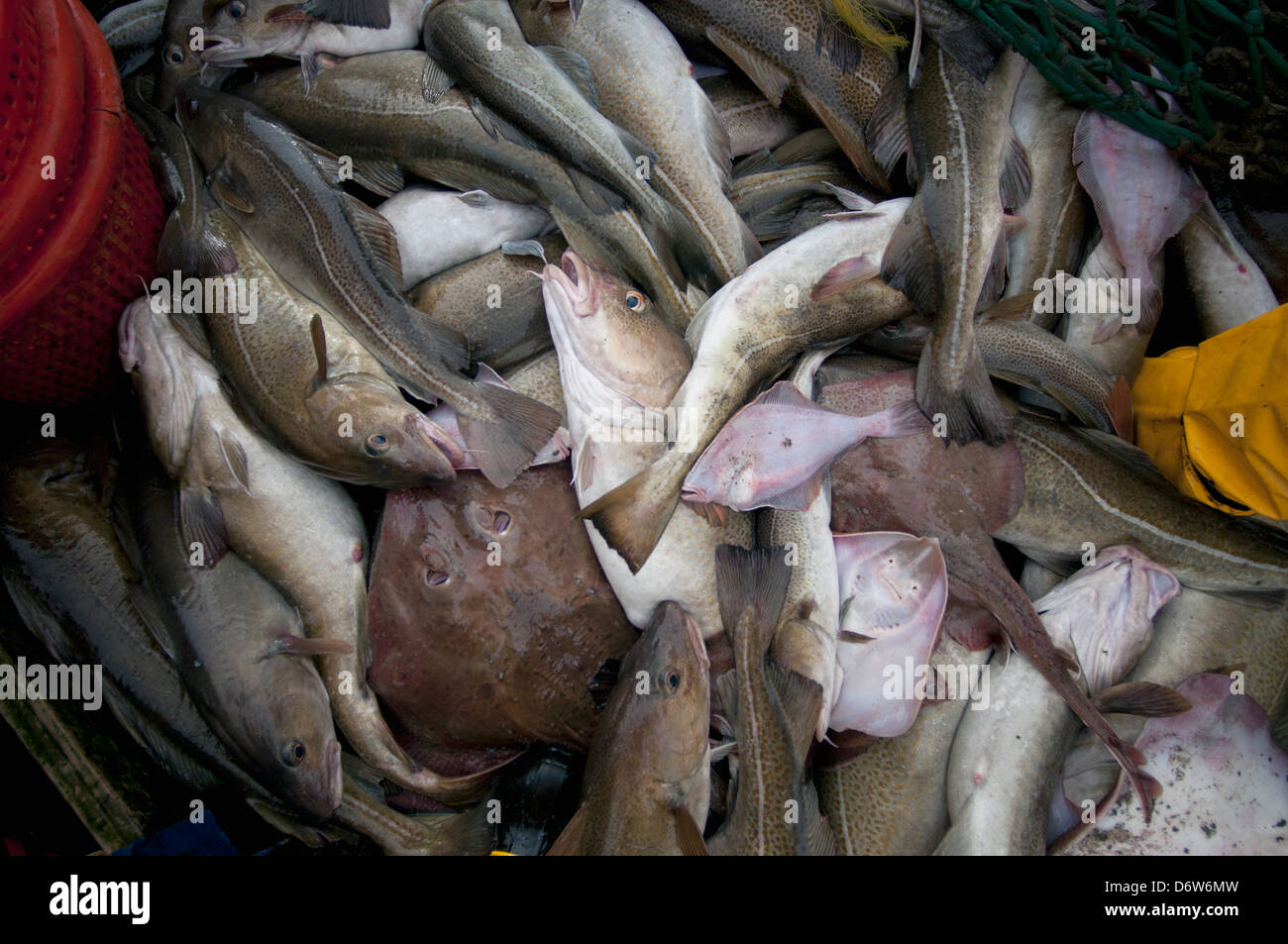 Atlantic Cod fish (Gadus morhua), Yellowtail Flounder (Limanda ...