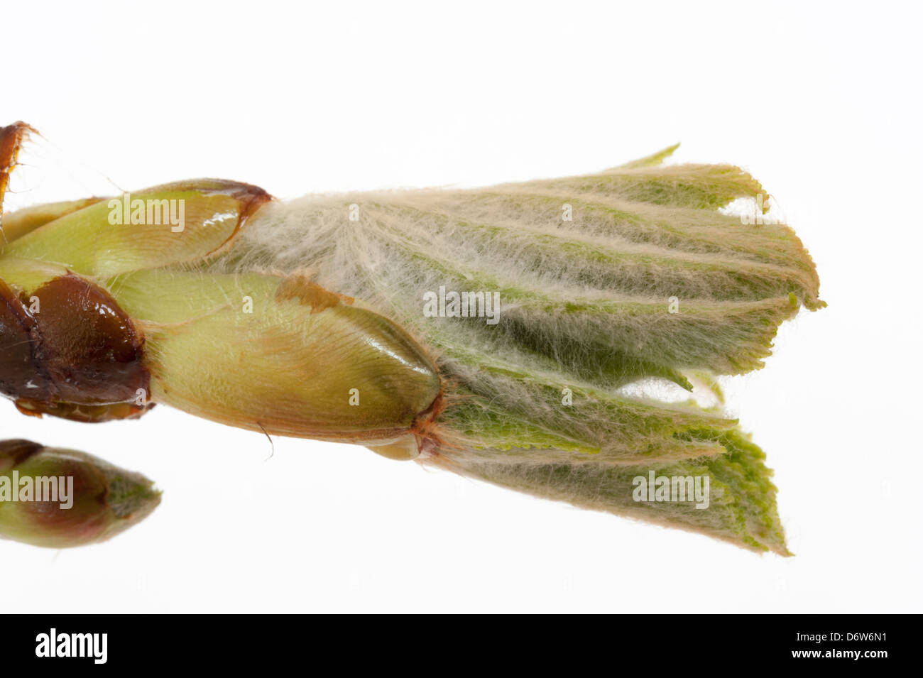 Tree bud buds sticky bud leaf leaves hi-res stock photography and ...