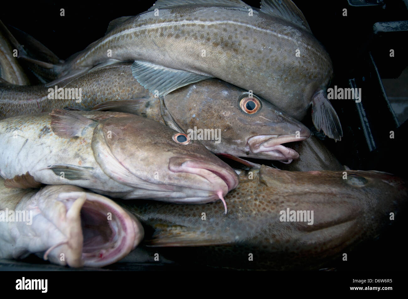 Atlantic Cod fish (Gadus morhua) on deck of fishing dragger. Stellwagen ...