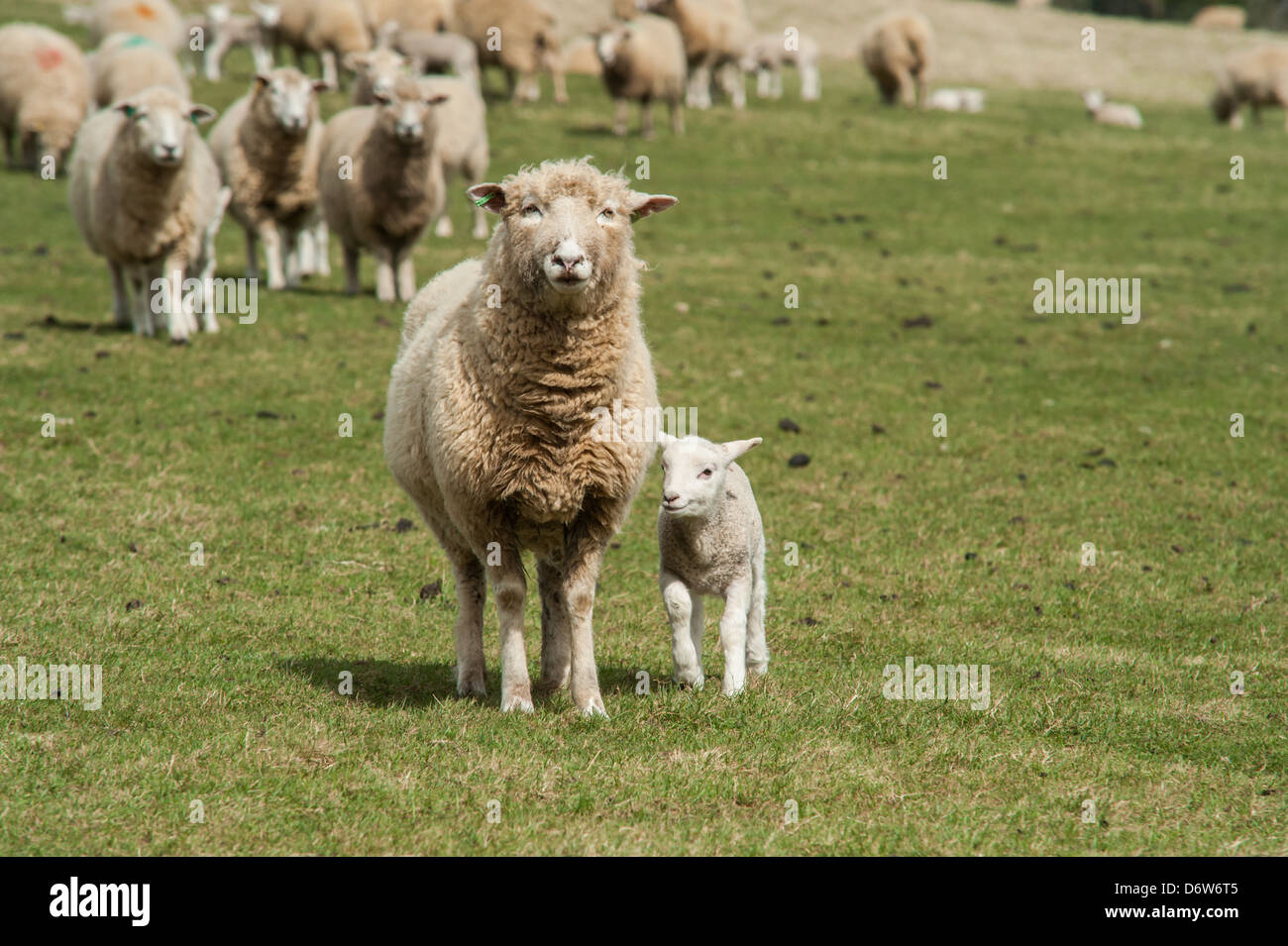 Sheep guards hi-res stock photography and images - Alamy