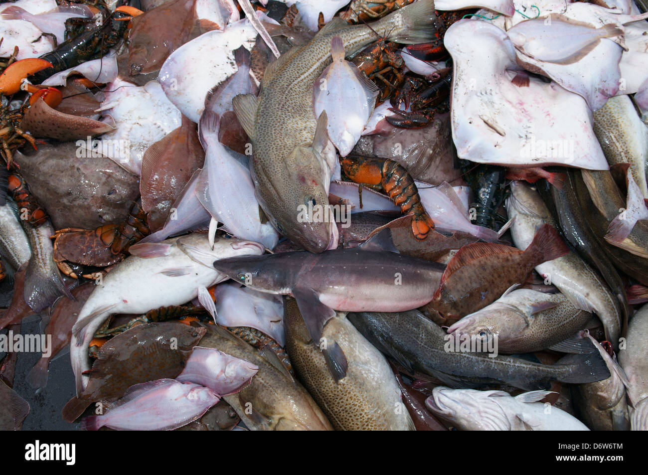 Spiny Dogfish Shark (Squalus acanthias), Atlantic Cod fish (Gadus ...