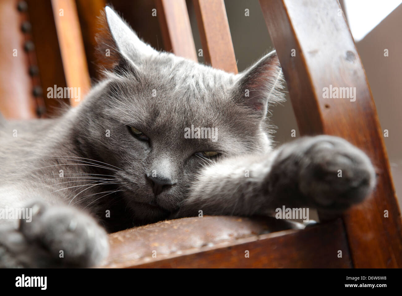 Sleepy Russian blue cat on chair Stock Photo - Alamy