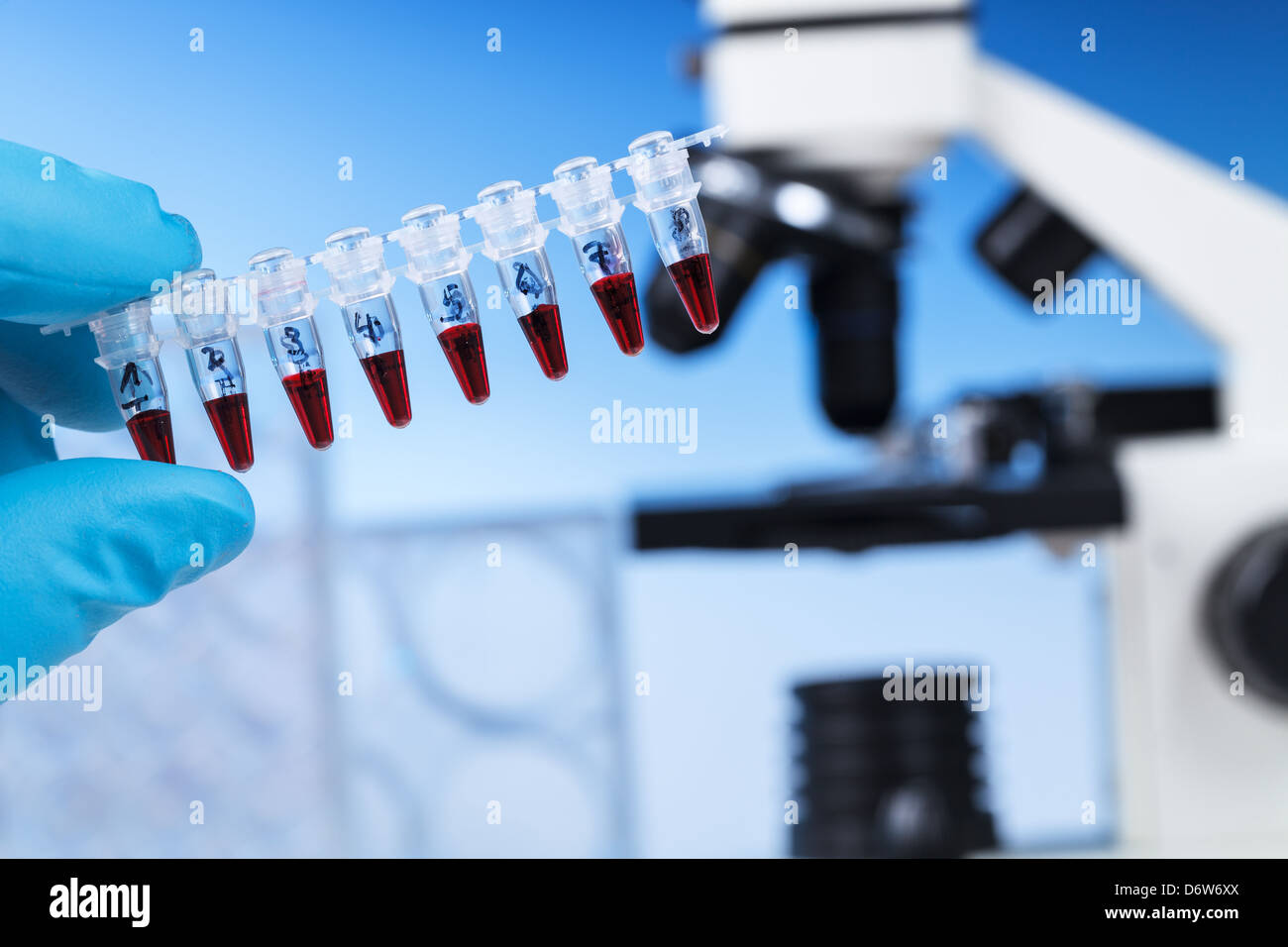 Microtubes with biological samples in criminalistic laboratory for DNA ...