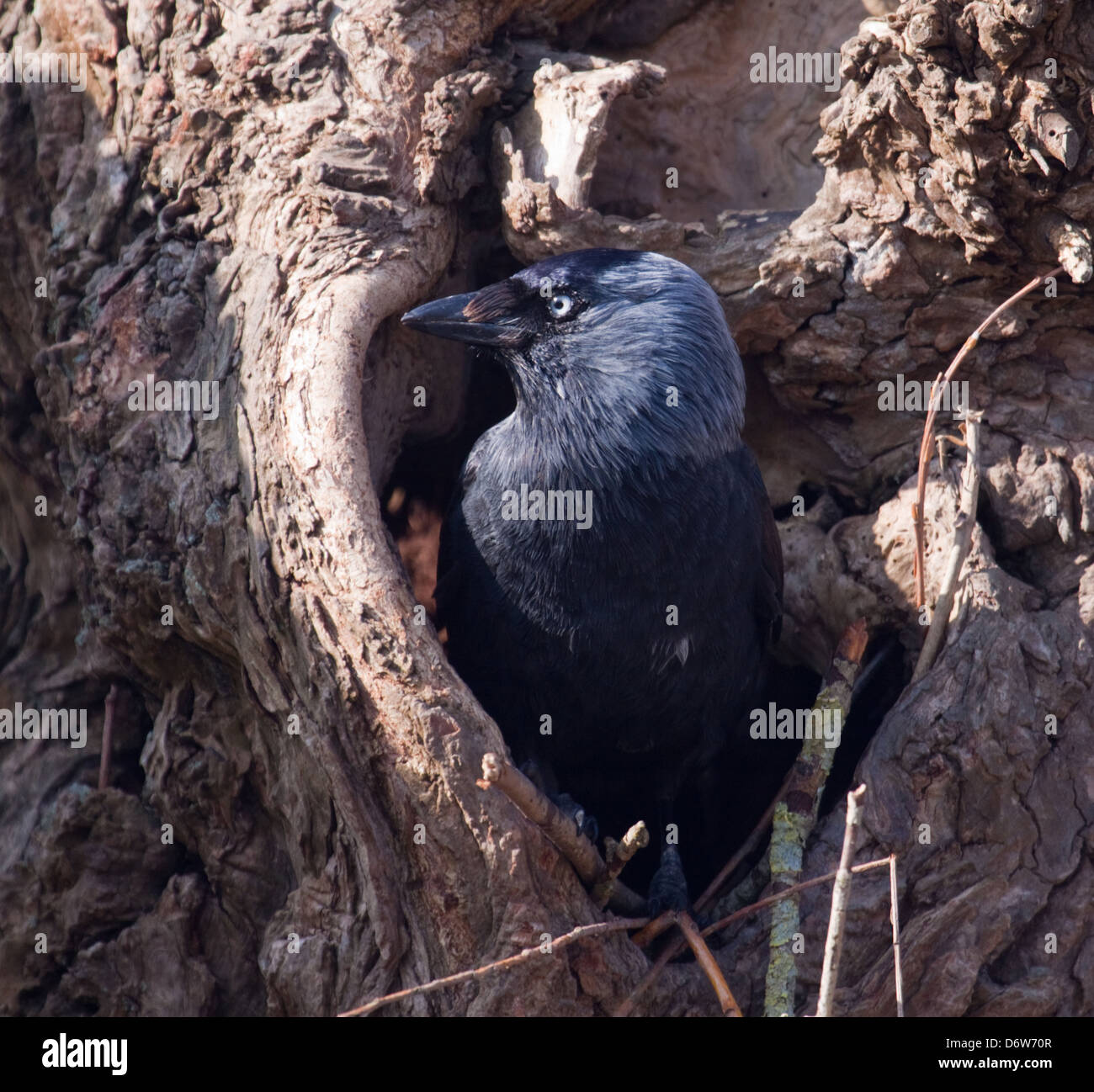 Jackdaw at nest hole Stock Photo - Alamy