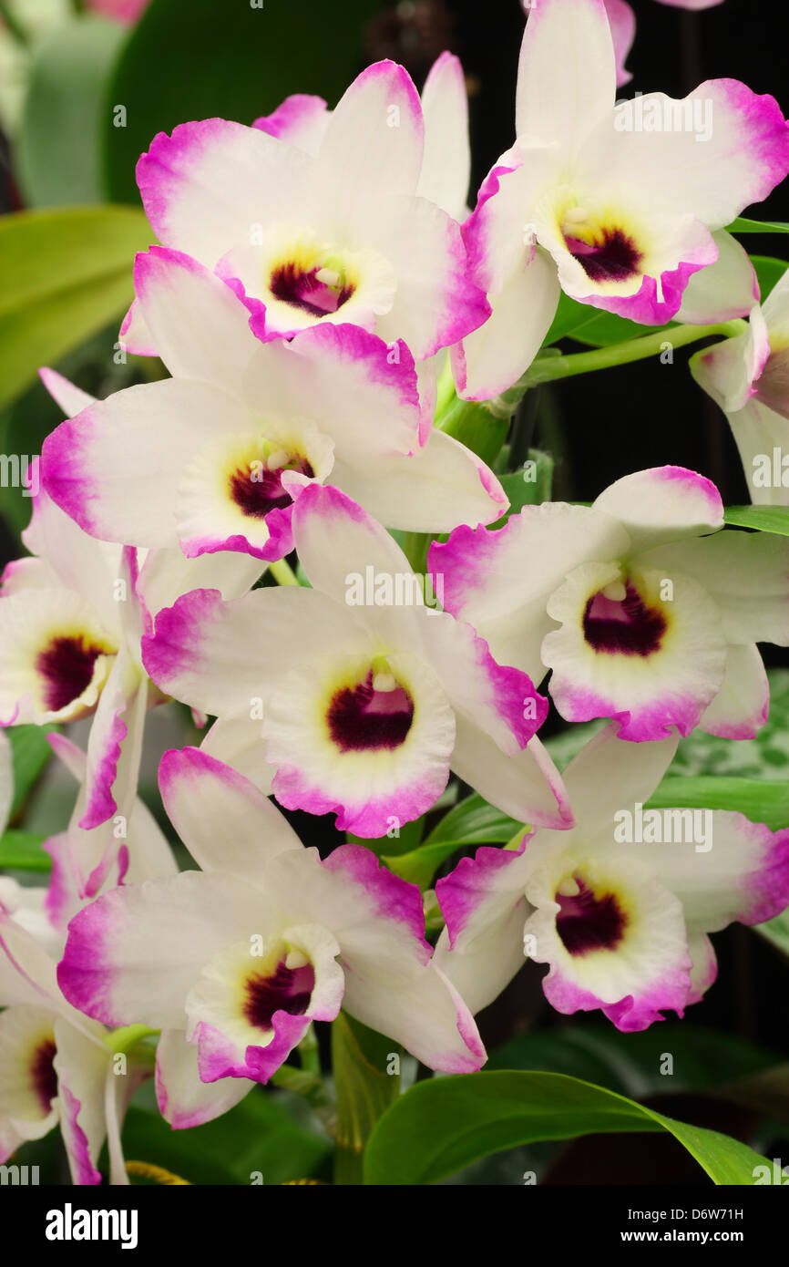 Exotic orchids hi-res stock photography and images - Alamy