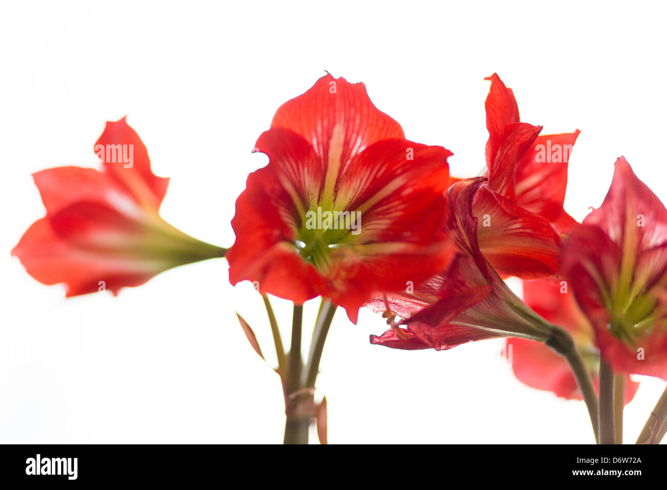 Blue amaryllis hi-res stock photography and images - Alamy