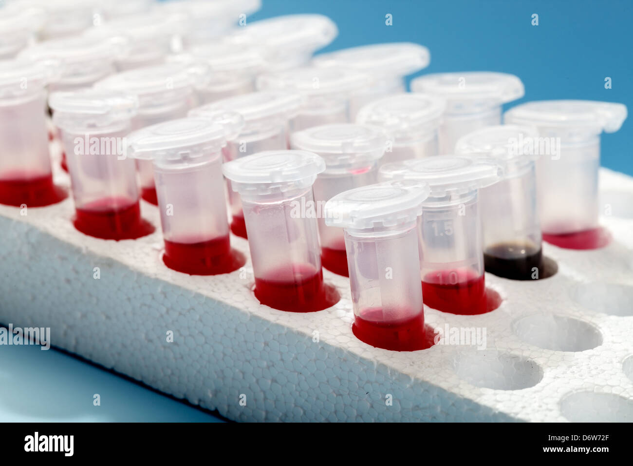 Microtubes with biological samples in criminalistic laboratory for DNA ...