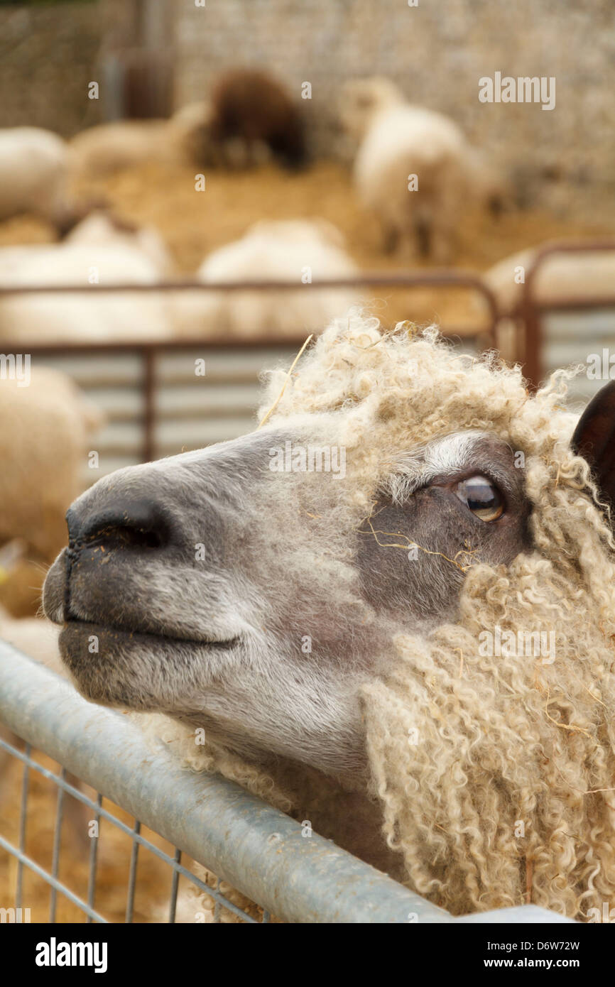 A portrait of a female sheep ewe taken at the Seven Sisters Sheep ...