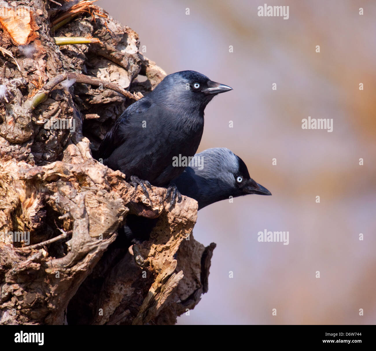 Jackdaw And Nest Hole High Resolution Stock Photography and Images - Alamy