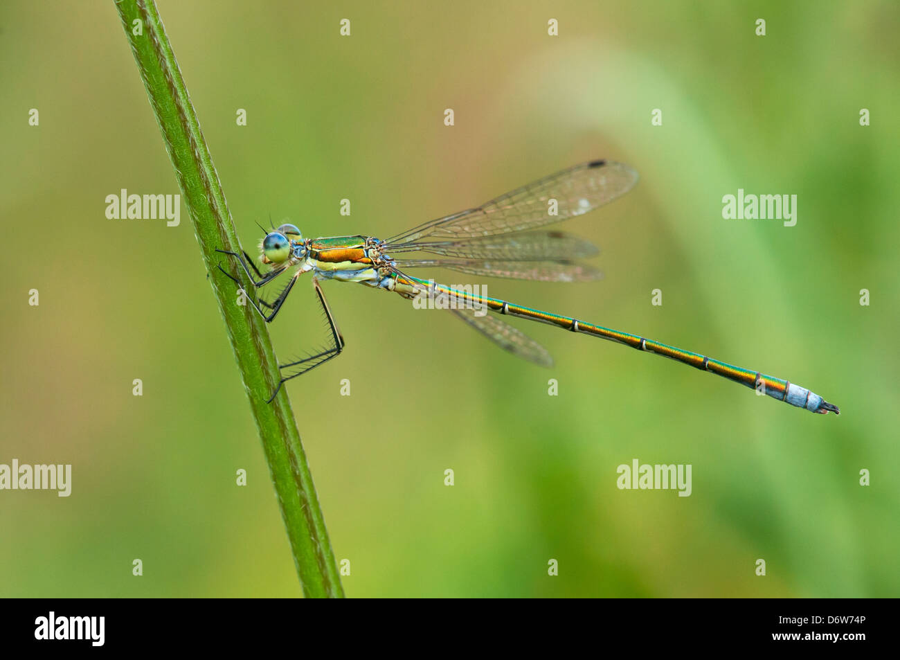 Side view of damselfly hi-res stock photography and images - Alamy