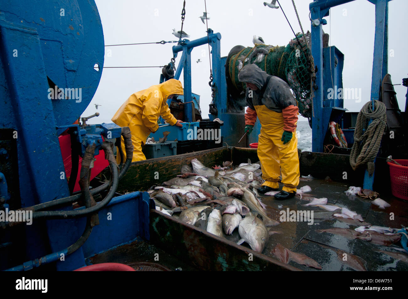 Fishermen sort catch of Atlantic Cod fish (Gadus morhua) on deck of ...