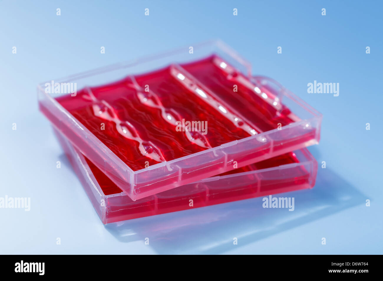Sample of stem cells in the well plate Stock Photo - Alamy