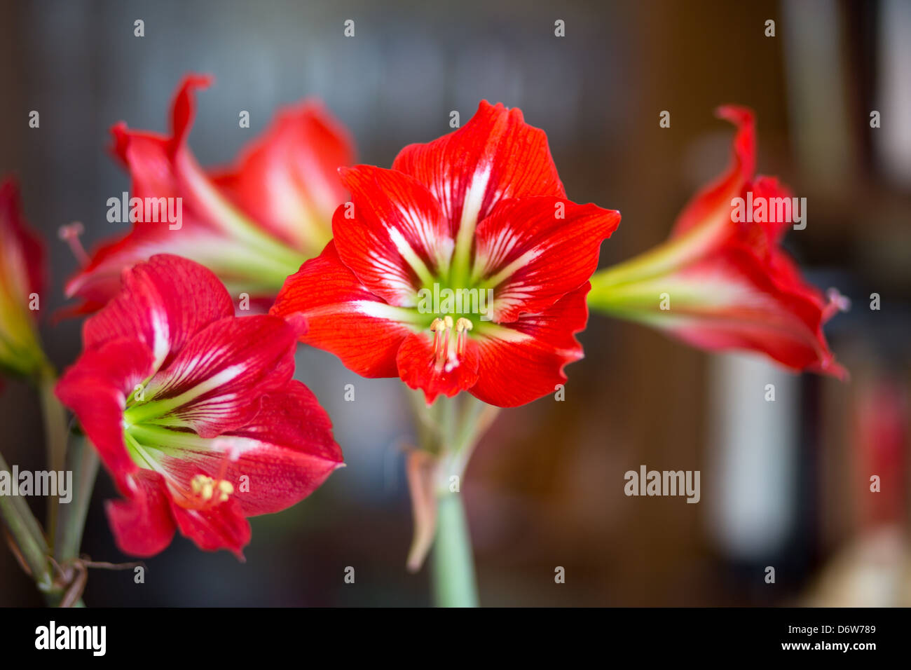Blue amaryllis hi-res stock photography and images - Alamy