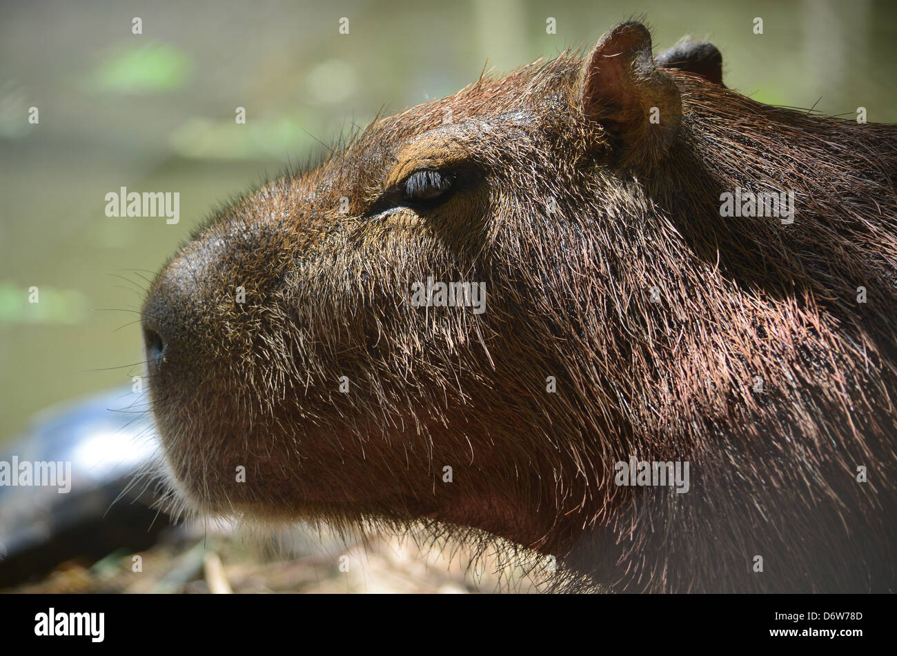 a capybara by the side of a river in the Amazon rainforest Stock Photo ...