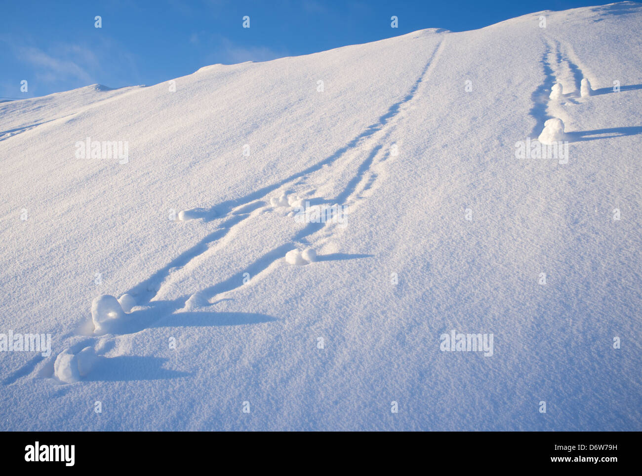 Snowballs rolling down from steep hill , Finland Stock Photo - Alamy