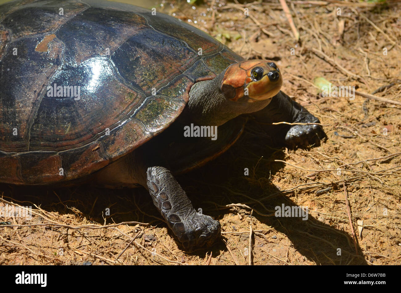 a Charapita Turtle in Iquitos, Peru Stock Photo - Alamy