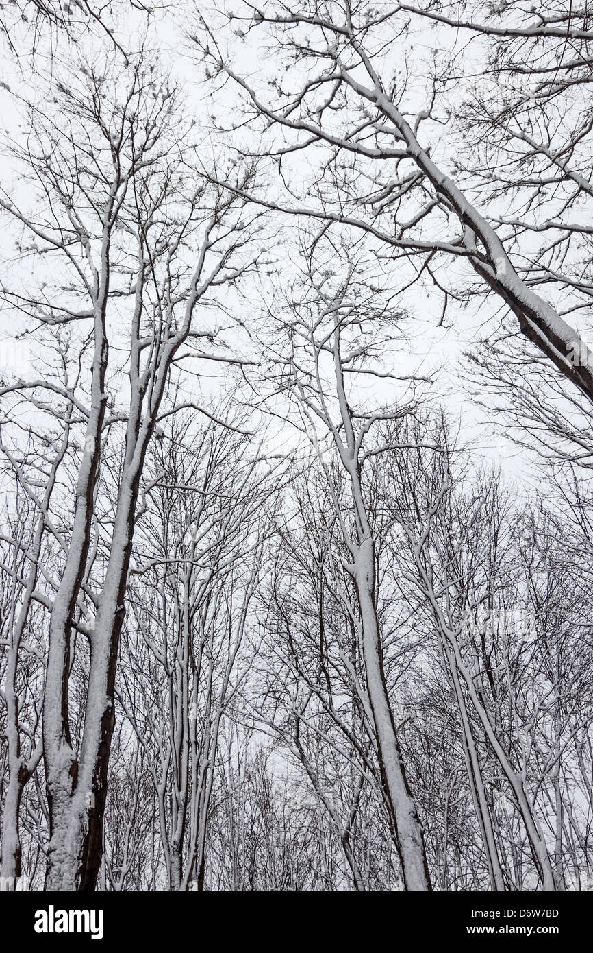 Snow Covered Canadian Forest High Resolution Stock Photography and ...