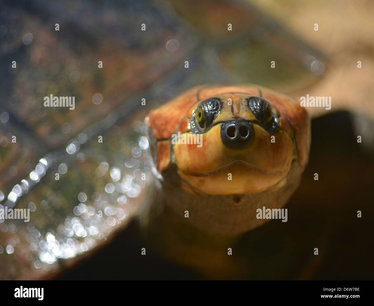 a Charapita Turtle in Iquitos, Peru Stock Photo - Alamy