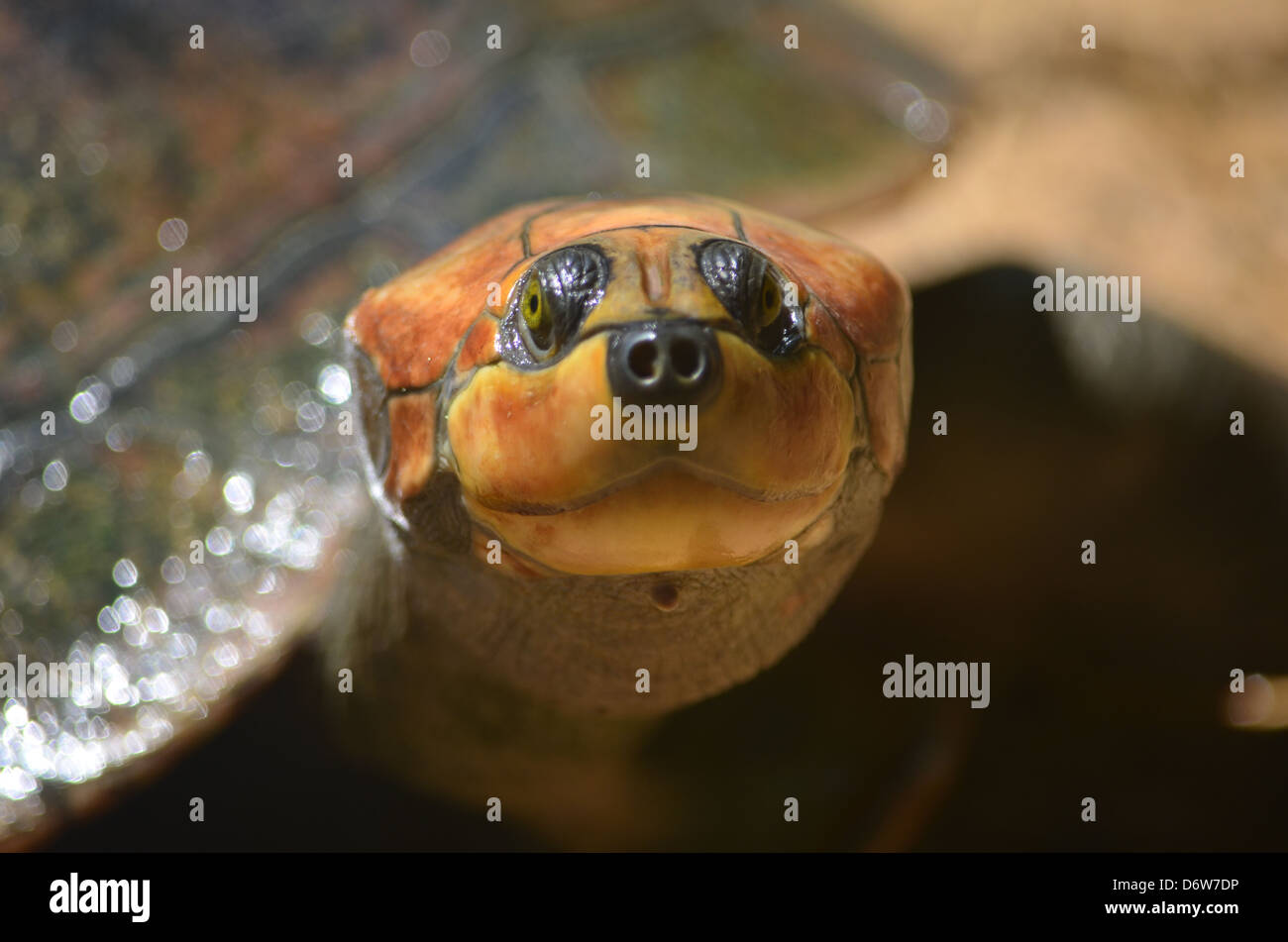Amazon rainforest turtles hi-res stock photography and images - Alamy