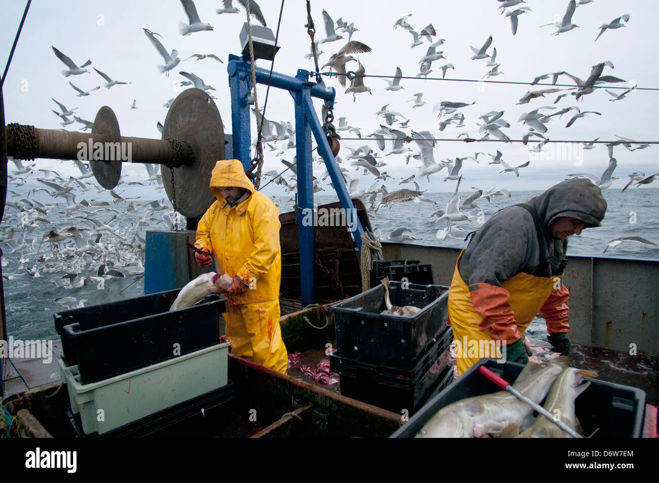 Fishermen clean Atlantic Cod fish (Gadus morhua) on deck of fishing ...