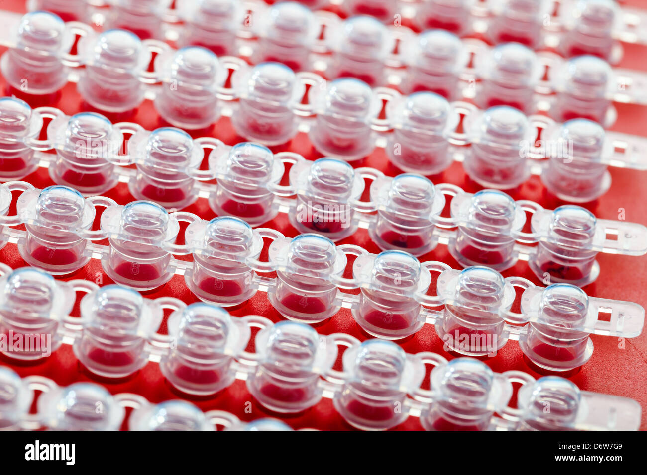 Microtubes with biological samples in criminalistic laboratory for DNA ...