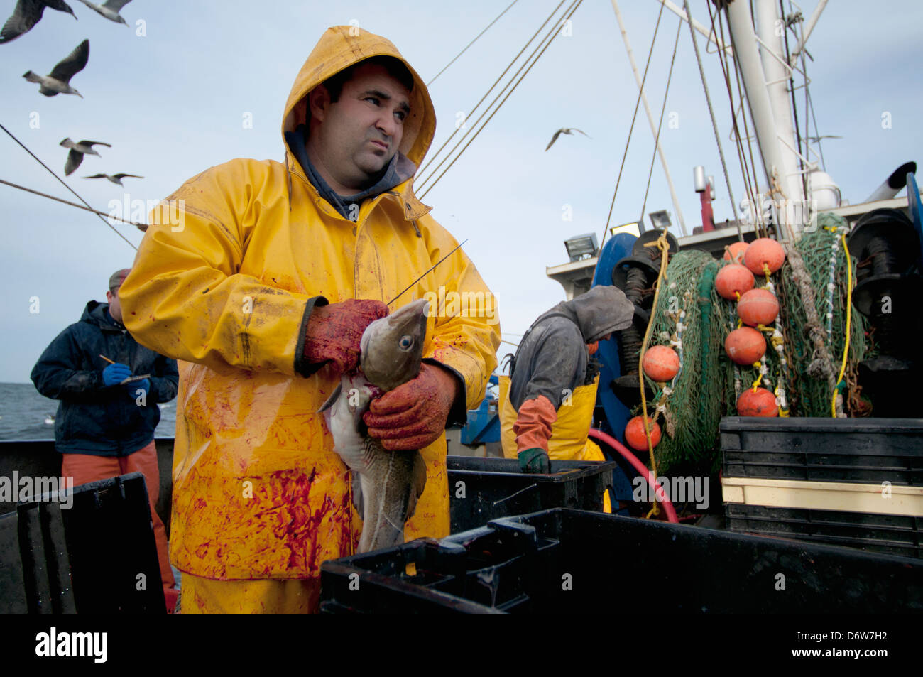Fishermen clean Atlantic Cod fish (Gadus morhua) on deck of fishing ...