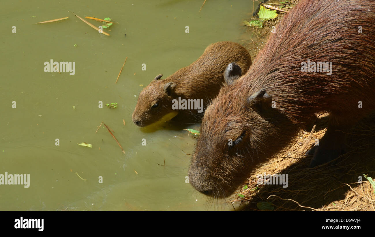 Capybara swim hi-res stock photography and images - Alamy