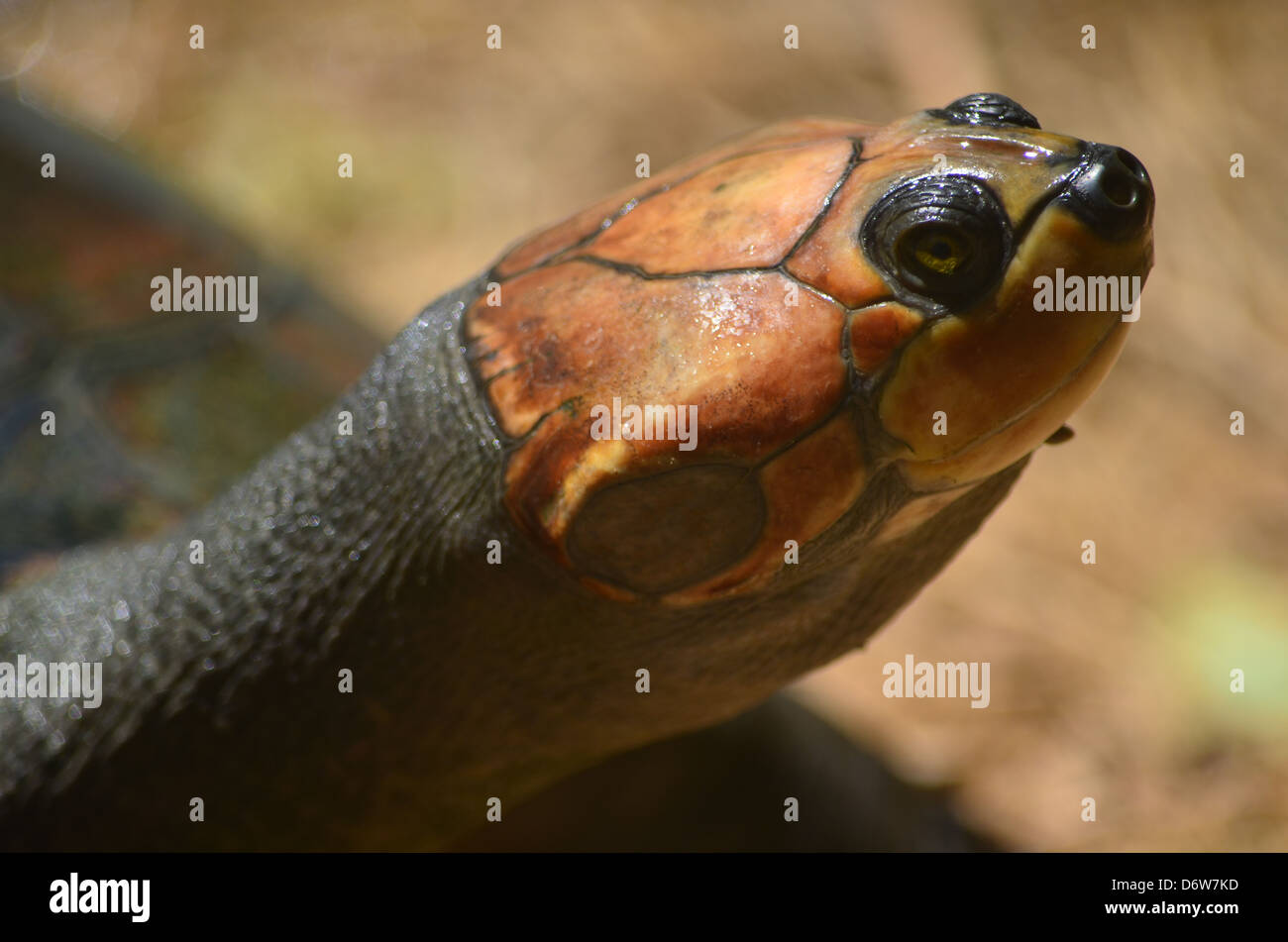 Riverbank turtle species hi-res stock photography and images - Alamy