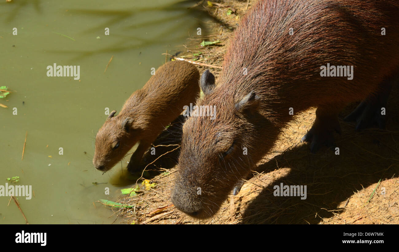 A Capybara mother and baby approach the river bank. Iquitos, Amazon ...