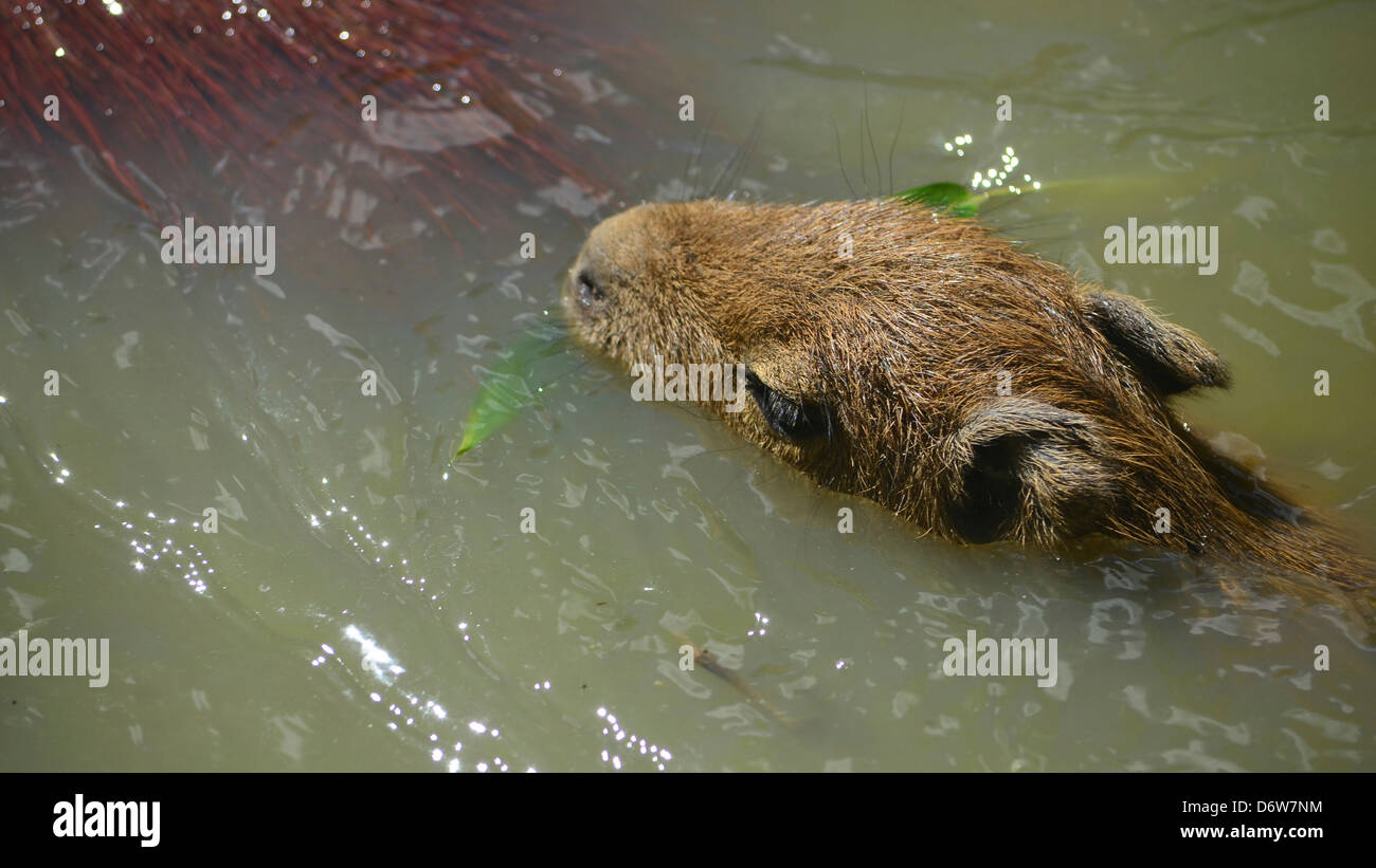 Capybara baby hi-res stock photography and images - Alamy