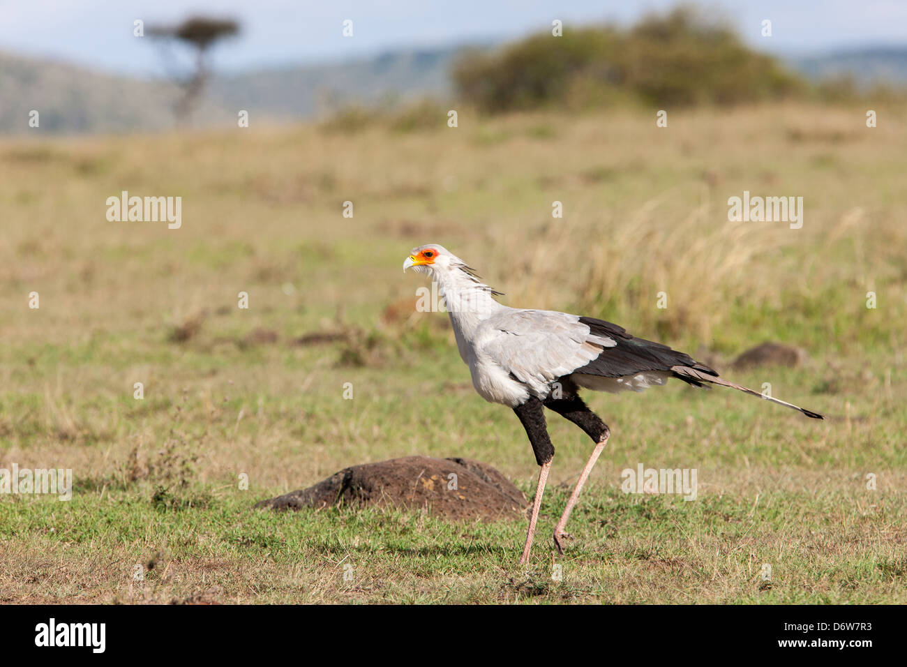 Secretary bird hi-res stock photography and images - Alamy