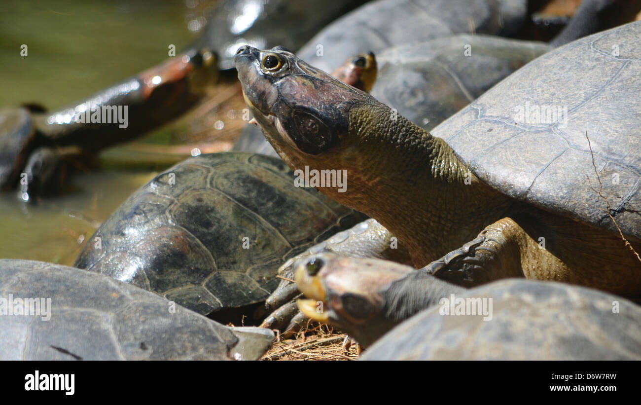 Amazon rainforest turtles hi-res stock photography and images - Alamy