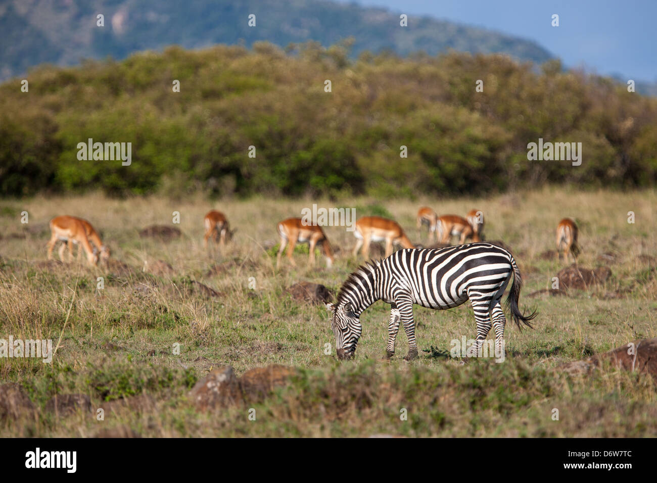 Zebra grazing among herd of Impala Stock Photo - Alamy
