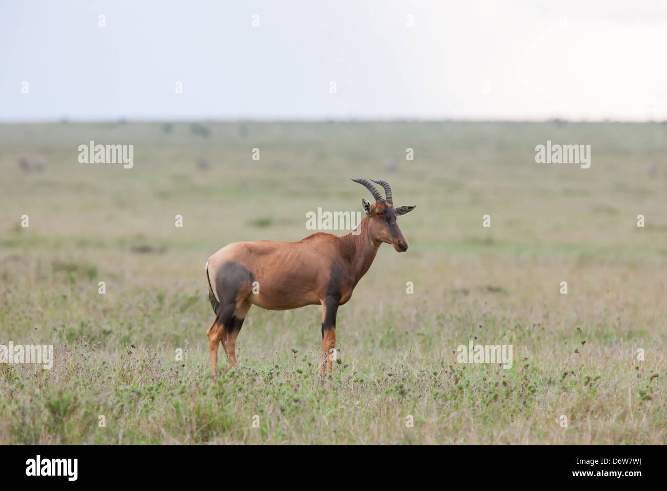 Topi hi-res stock photography and images - Alamy