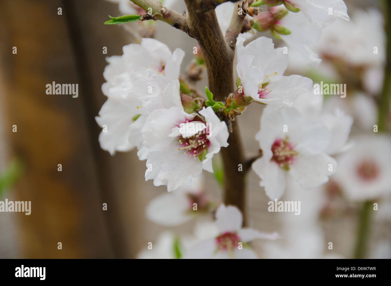 white flowers of the Fuji Cherry, Prunus incisa Stock Photo - Alamy