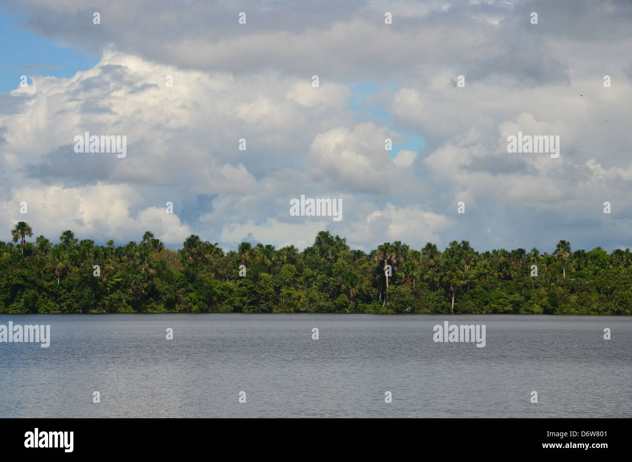 Amazonian rainforest trees hi-res stock photography and images - Alamy