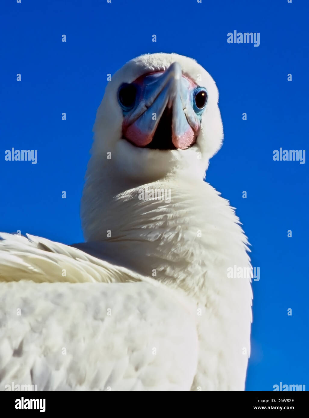 Pink footed booby hi-res stock photography and images - Alamy
