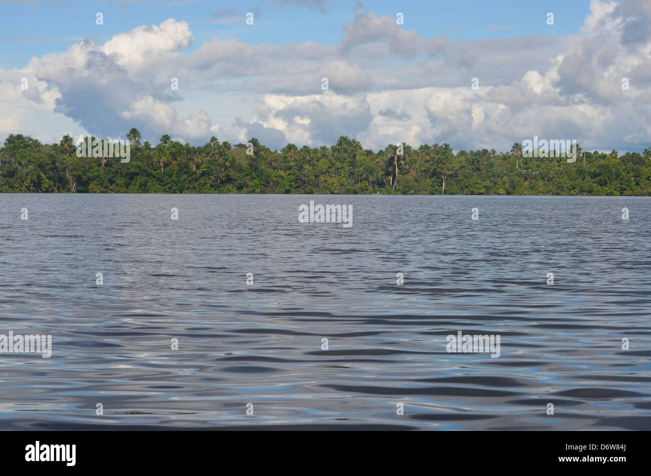 Amazon rainforest, river and treeline Stock Photo - Alamy