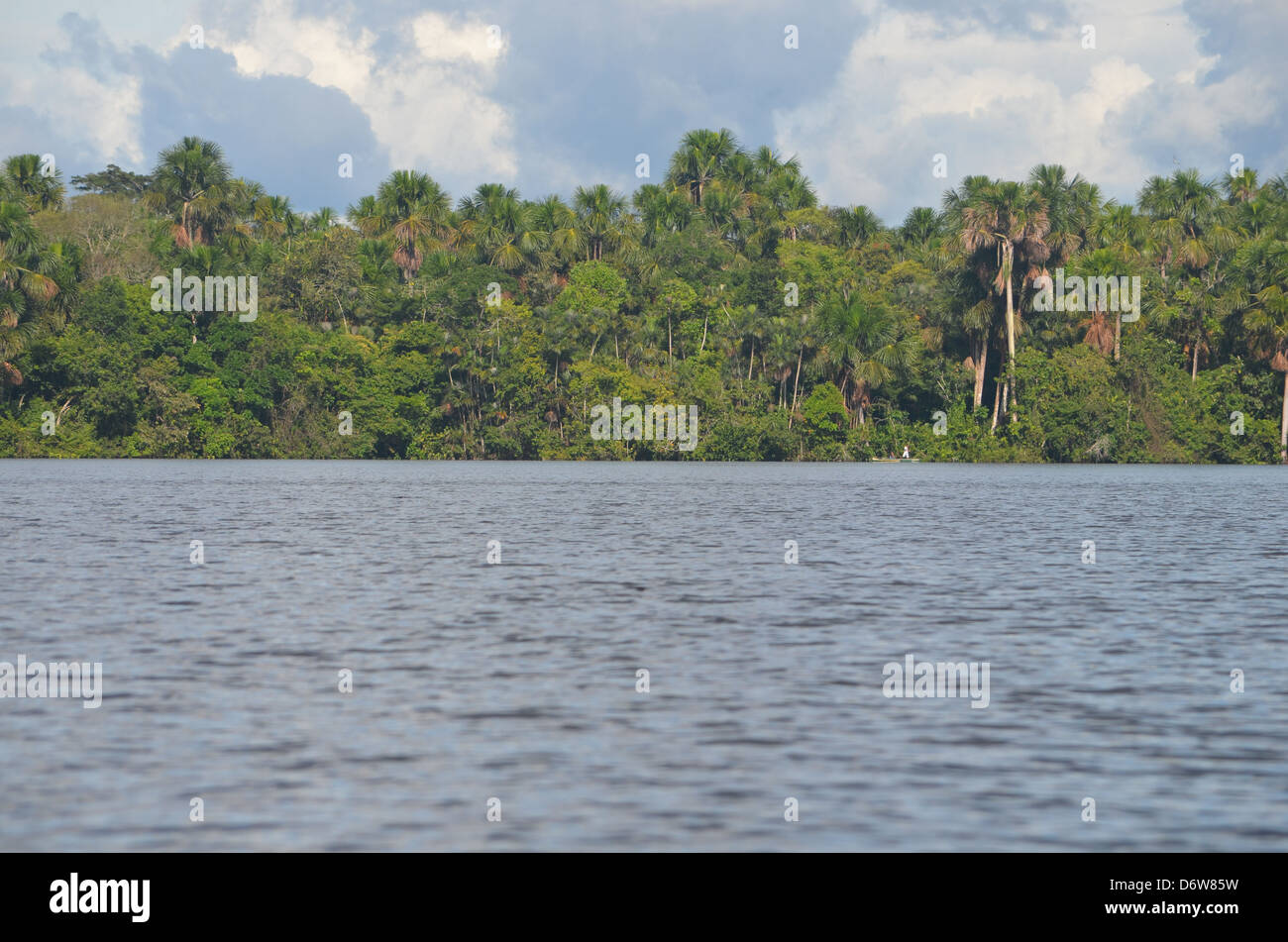 Amazon rainforest, river and treeline Stock Photo - Alamy