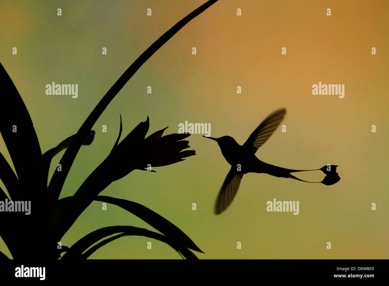 Male Booted Racket-tail Hummingbird ( Ocreatus underwoodii ) Silhouette ...