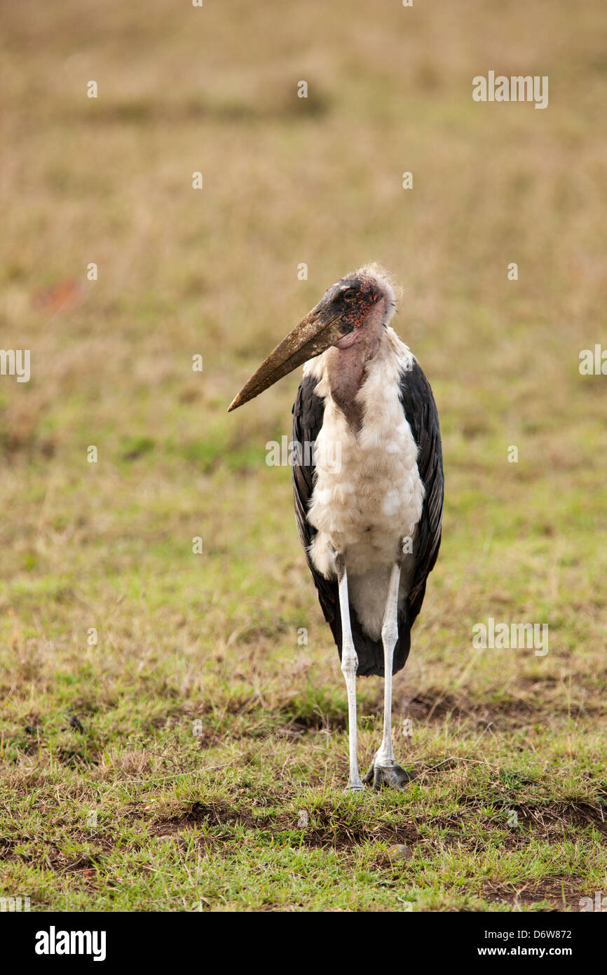 Marabou stork hi-res stock photography and images - Alamy
