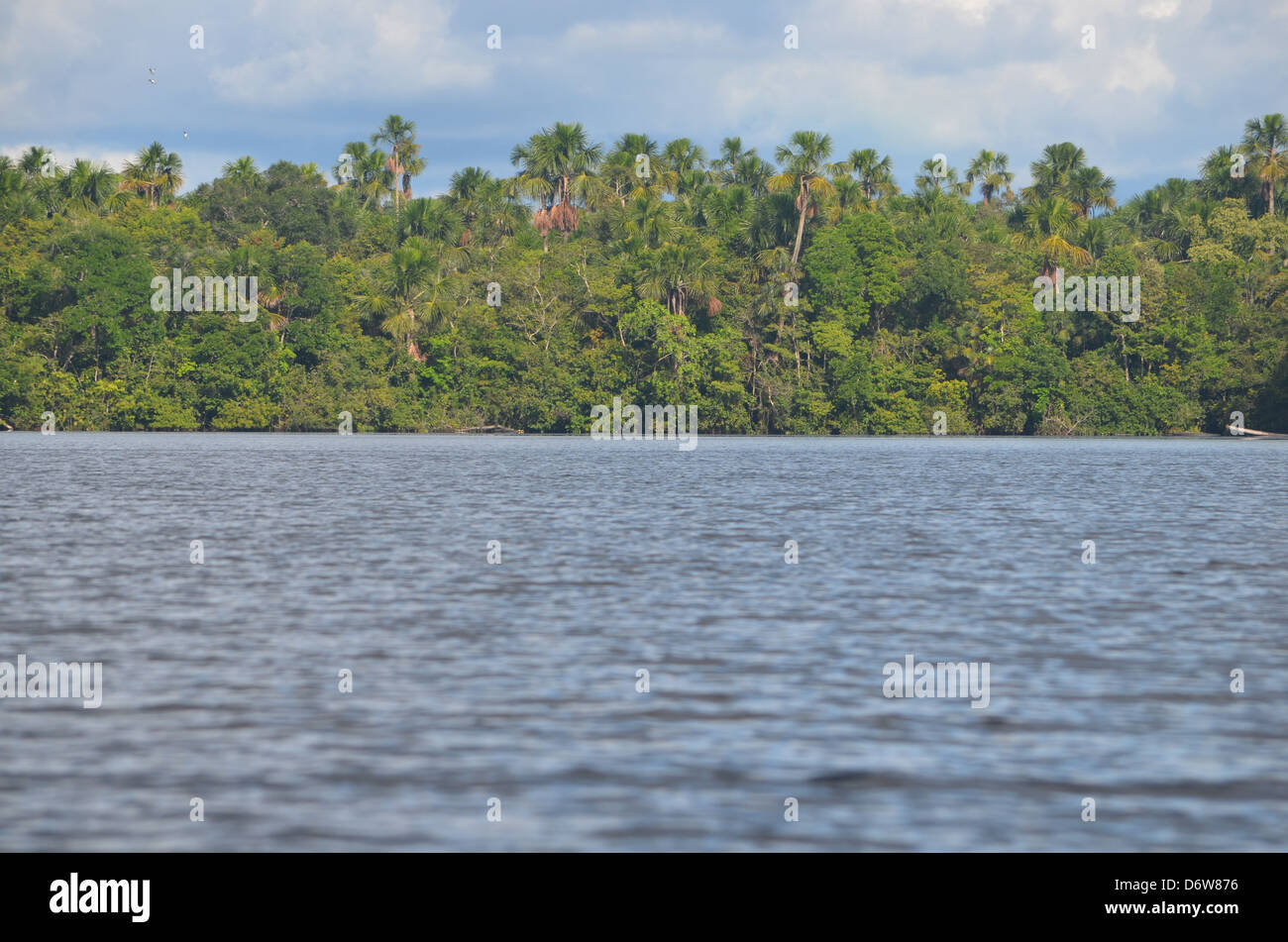 Amazonian rainforest trees hi-res stock photography and images - Alamy