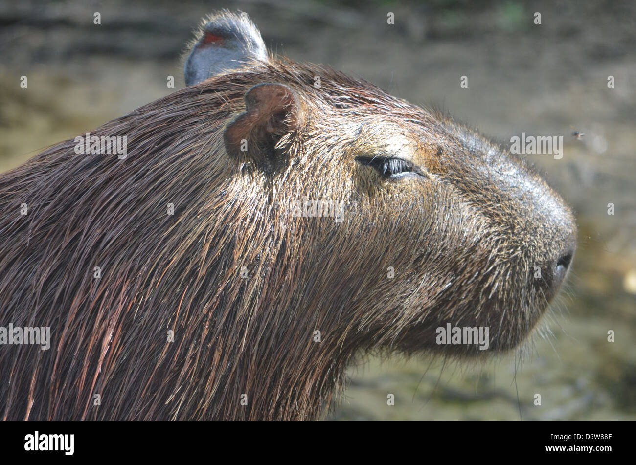 a capybara by the side of a river in the Amazon rainforest Stock Photo ...