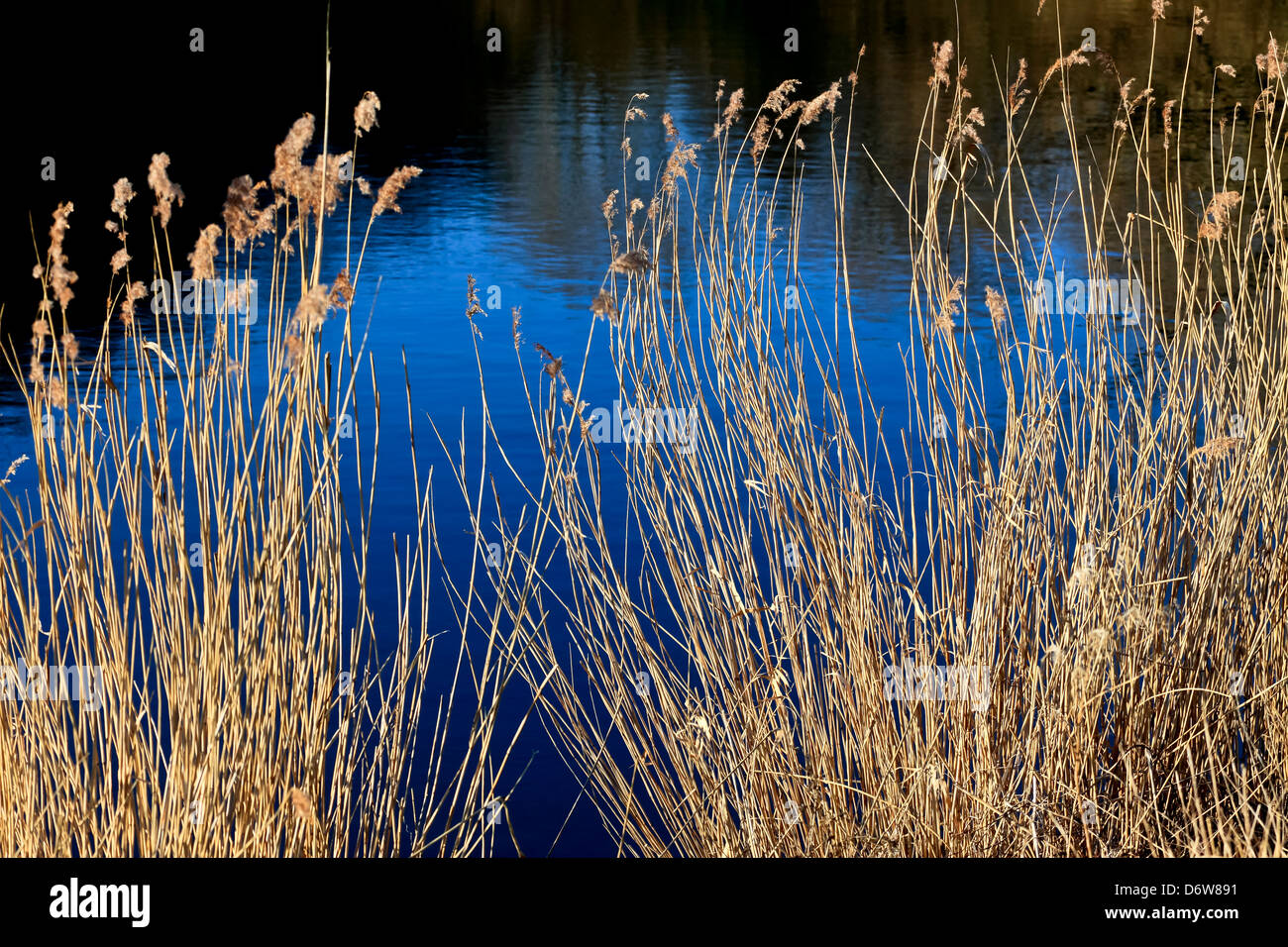 River and reeds and uk hi-res stock photography and images - Alamy