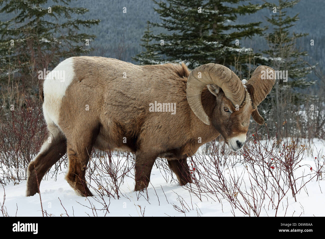 A wild bighorn sheep showing off his impressive horns Stock Photo - Alamy